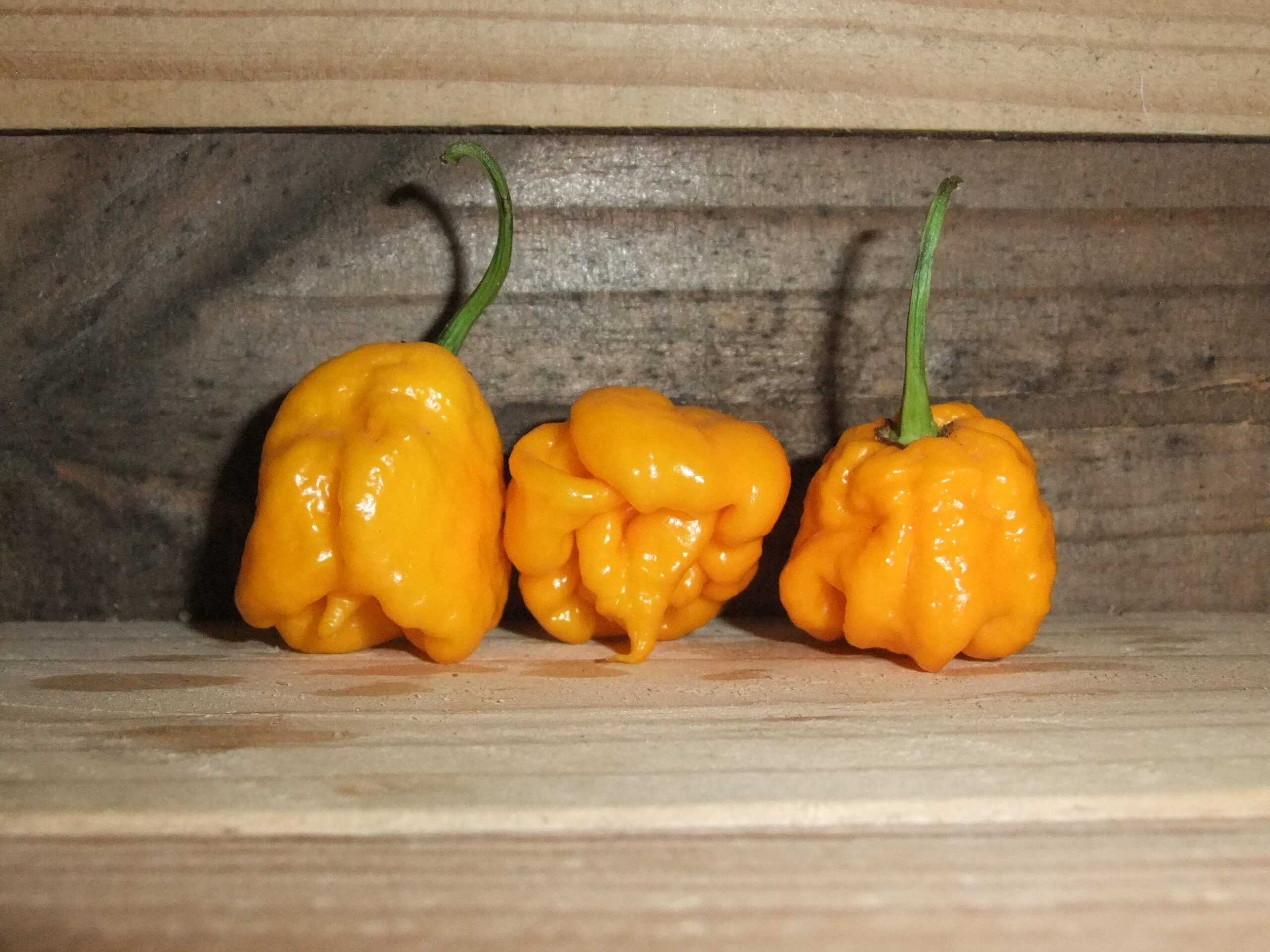 Carolina Reaper Yellow Chilli Seeds - Scoville Republic