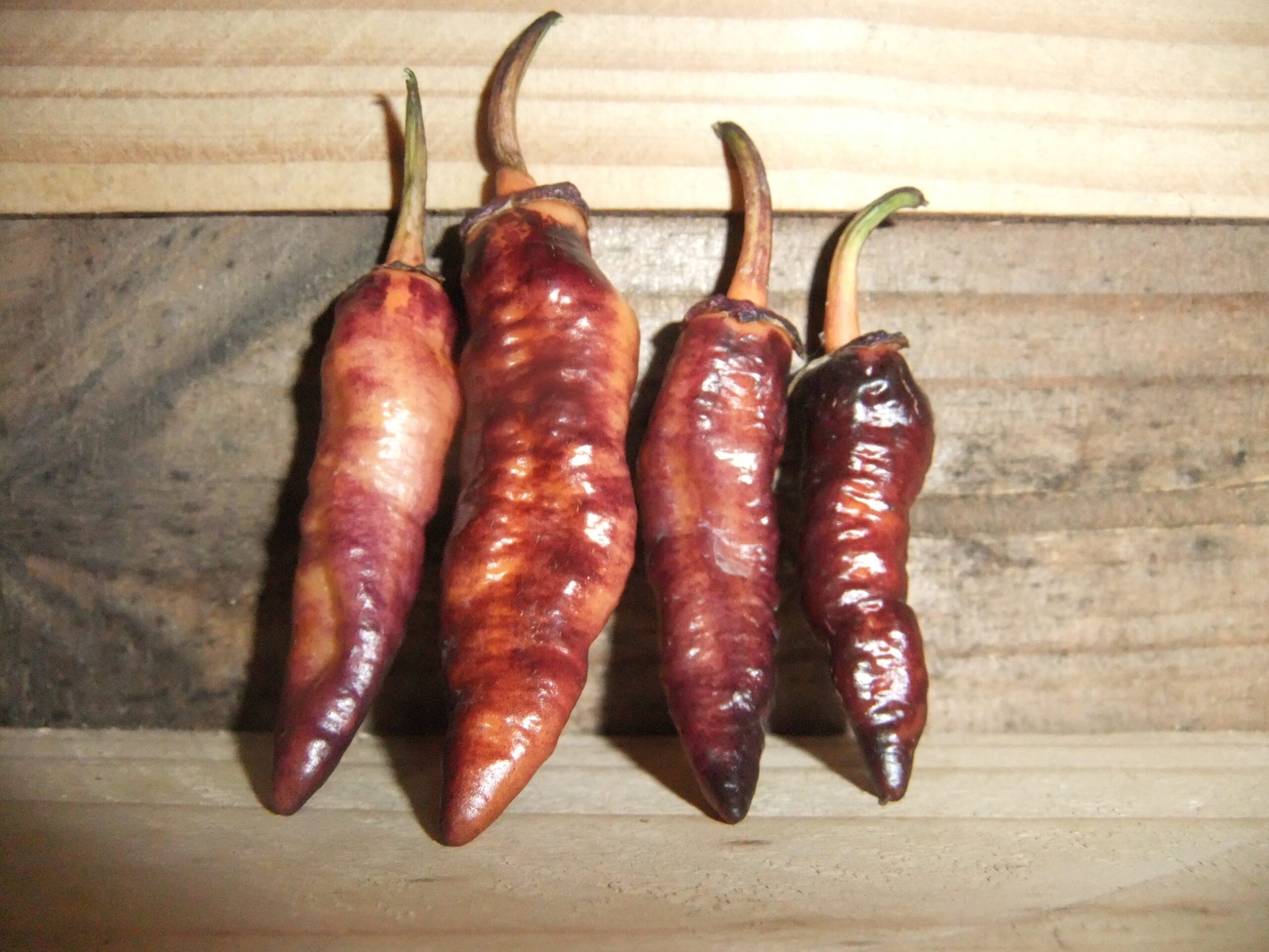 BBG7 Dream Chilli Seeds - Scoville Republic