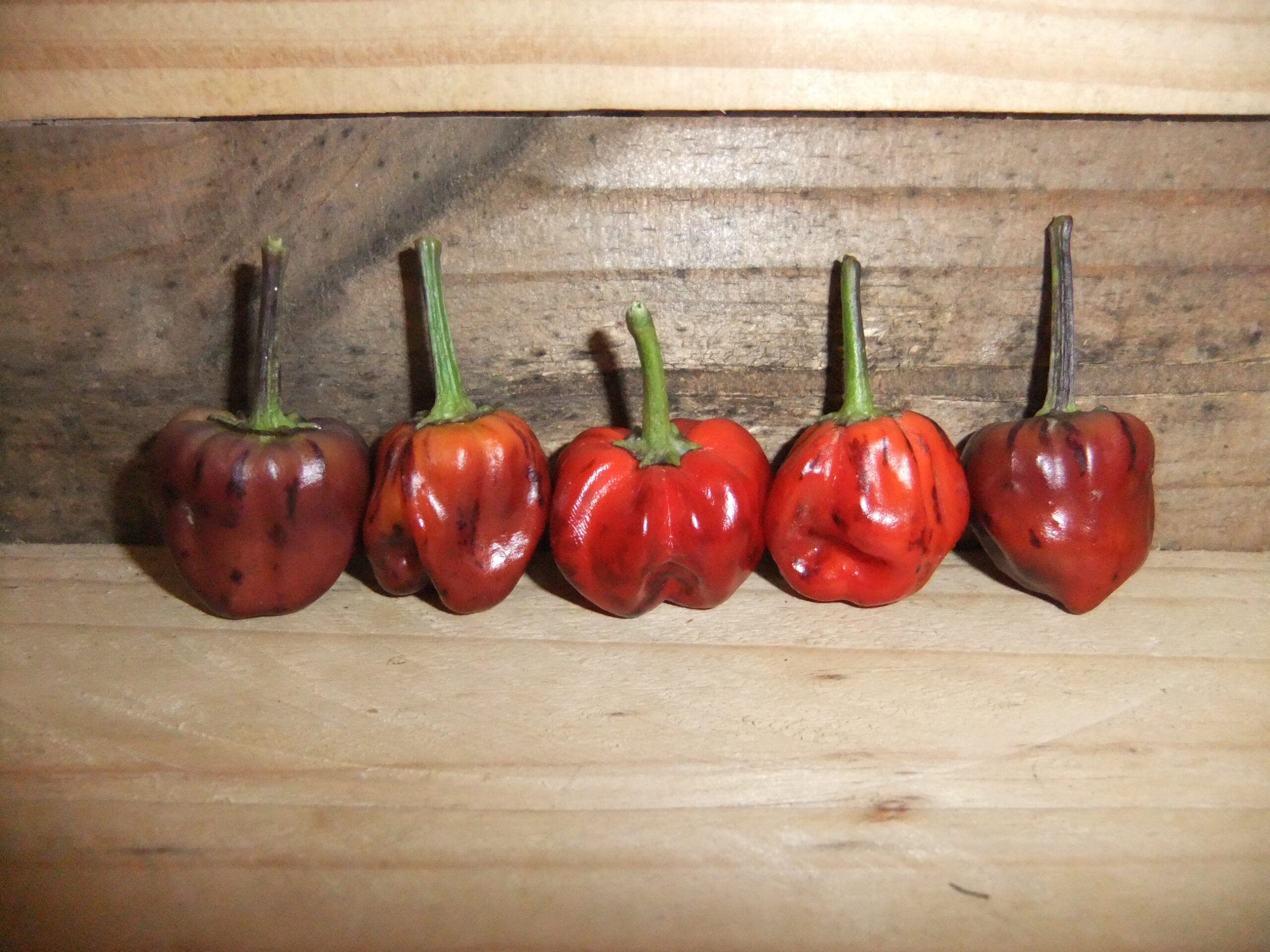 Purple Pumpkin Chilli Seeds - Scoville Republic
