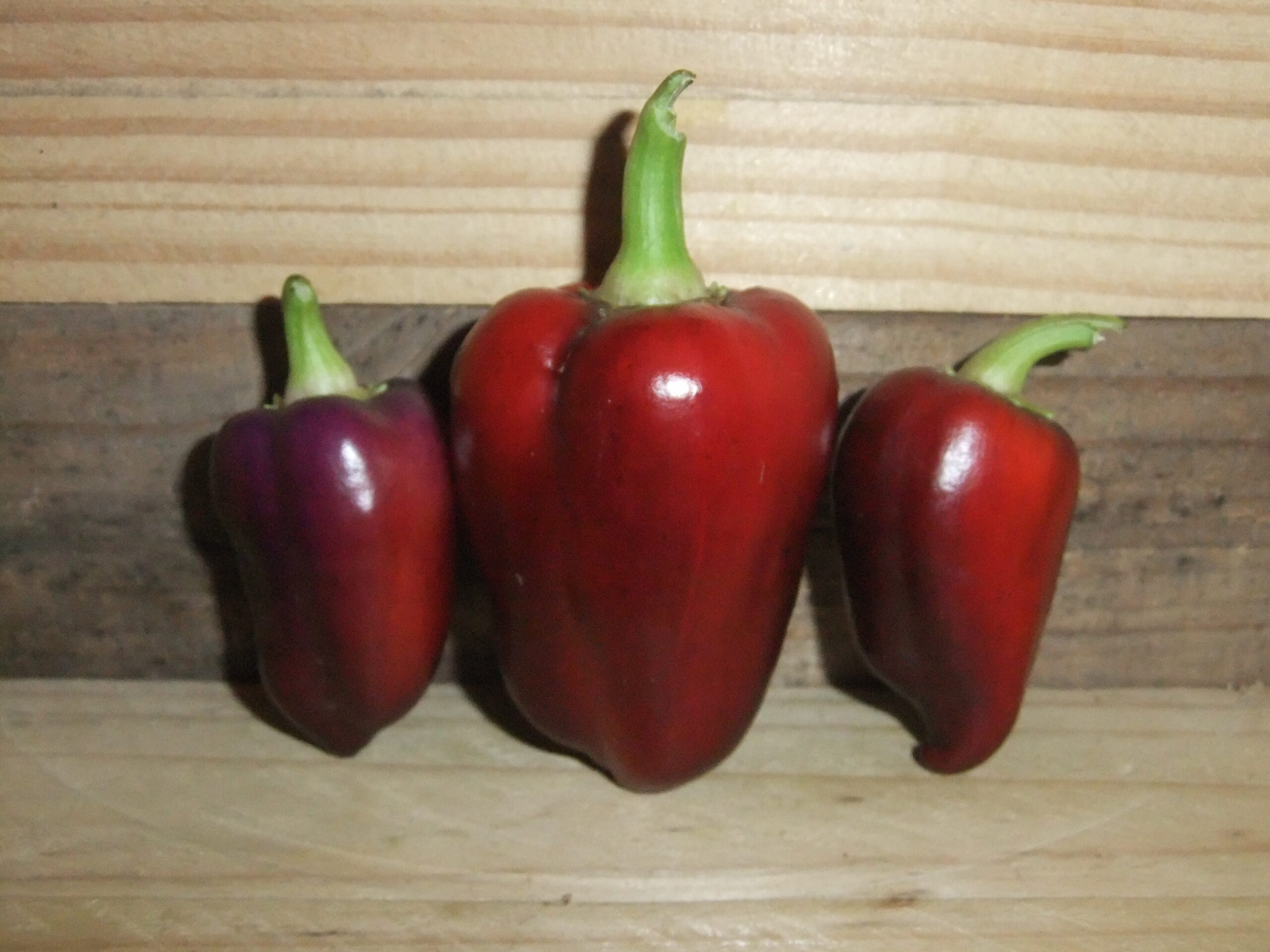 Oda Pepper Seeds - Scoville Republic