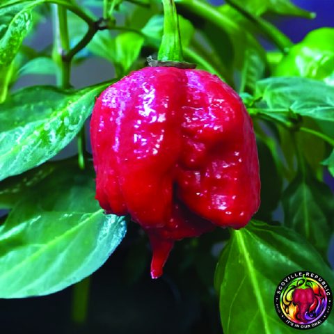 7 Pot Primo Red Chilli Seeds - Scoville Republic