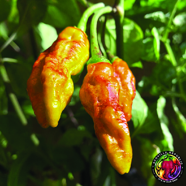 BBG7 Dream Chilli Seeds - Scoville Republic