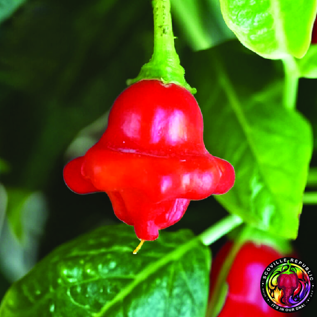 Bishops Crown Gnarly Chilli Seeds - Scoville Republic