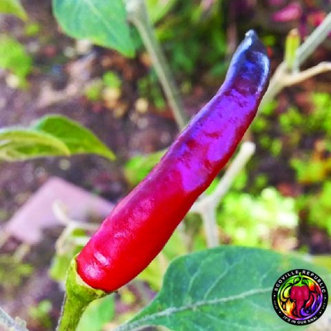 Black Cobra Chilli Seeds - Scoville Republic