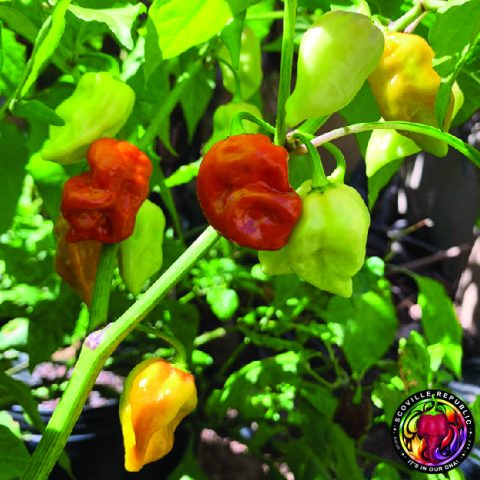Chocolate Caramel Jolokia Chilli Seeds - Scoville Republic
