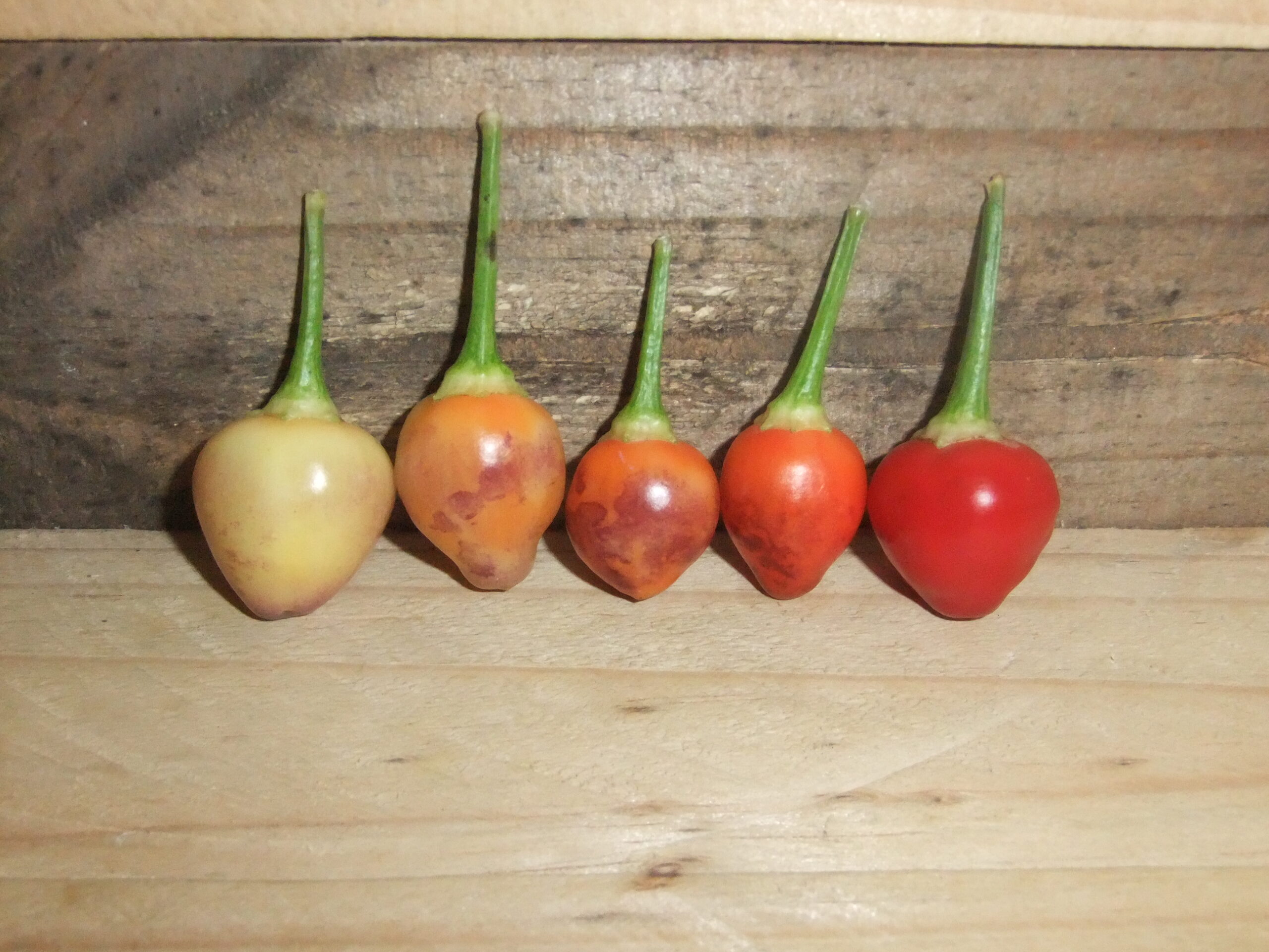 Pimenta Barra Do Ribeiro Chilli Seeds - Scoville Republic