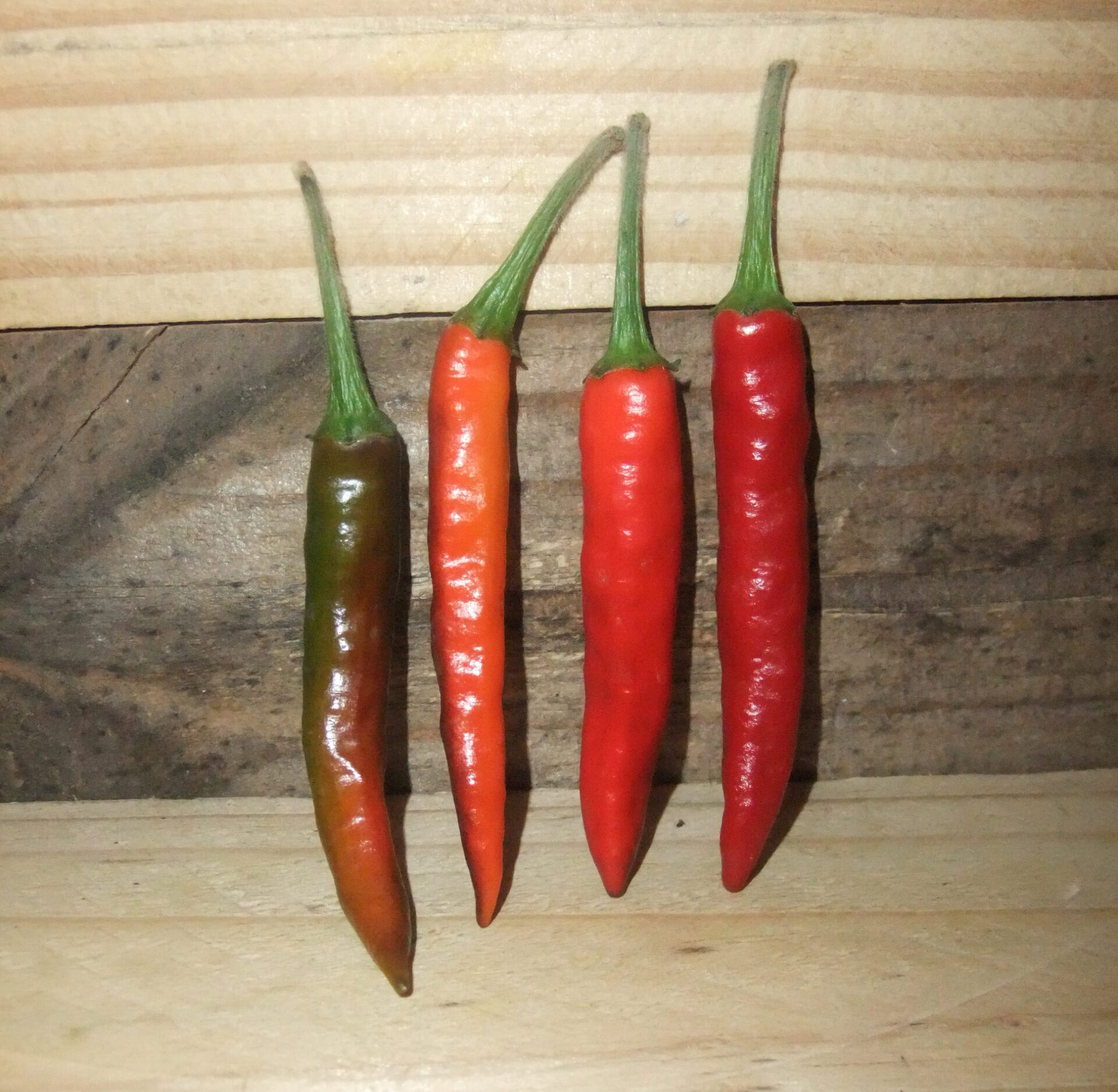 Black Cobra Chilli Seeds - Scoville Republic