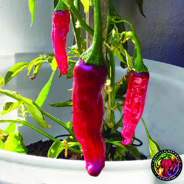 Shishito Chilli Seeds - Scoville Republic
