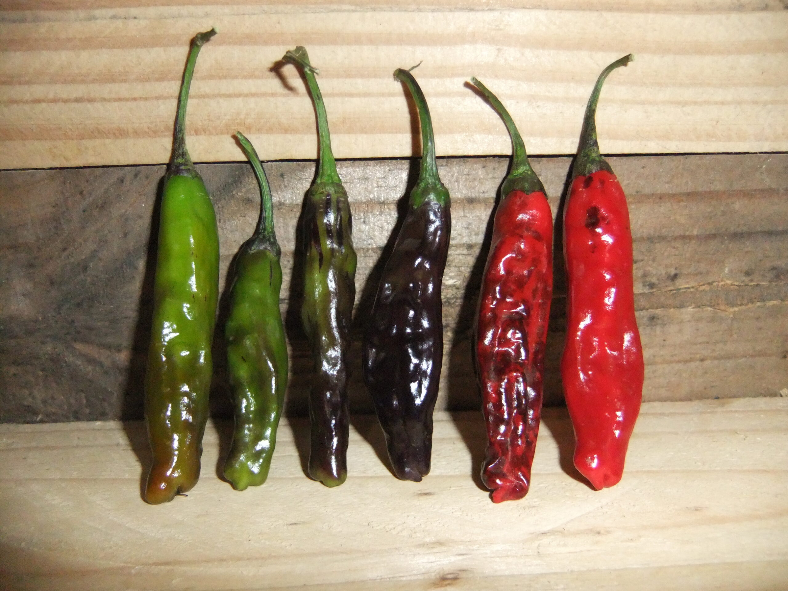 Black Shishito Chilli Seeds (F6) - Scoville Republic