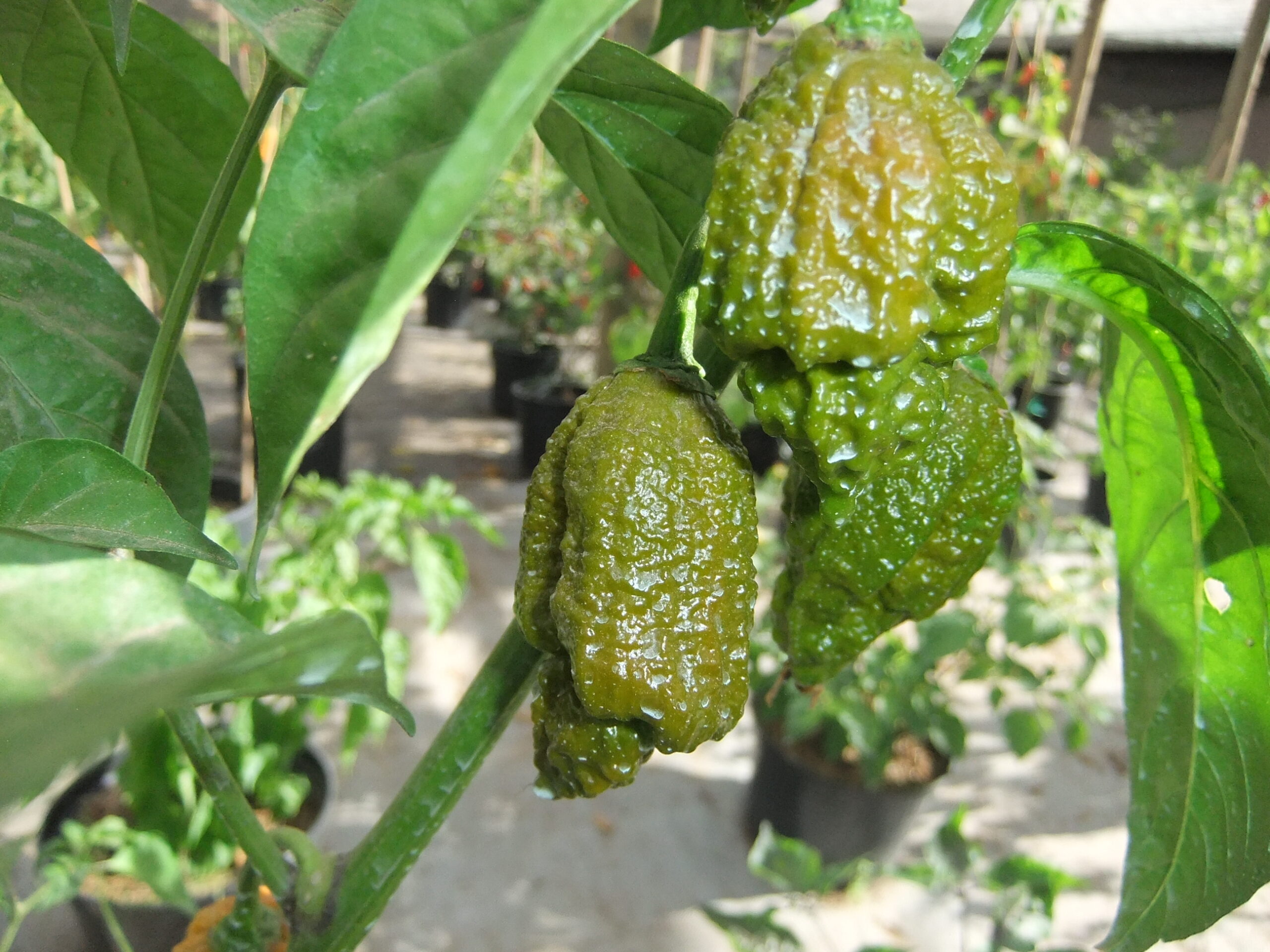 Mustard Moruga Brains x Gator Jigsaw