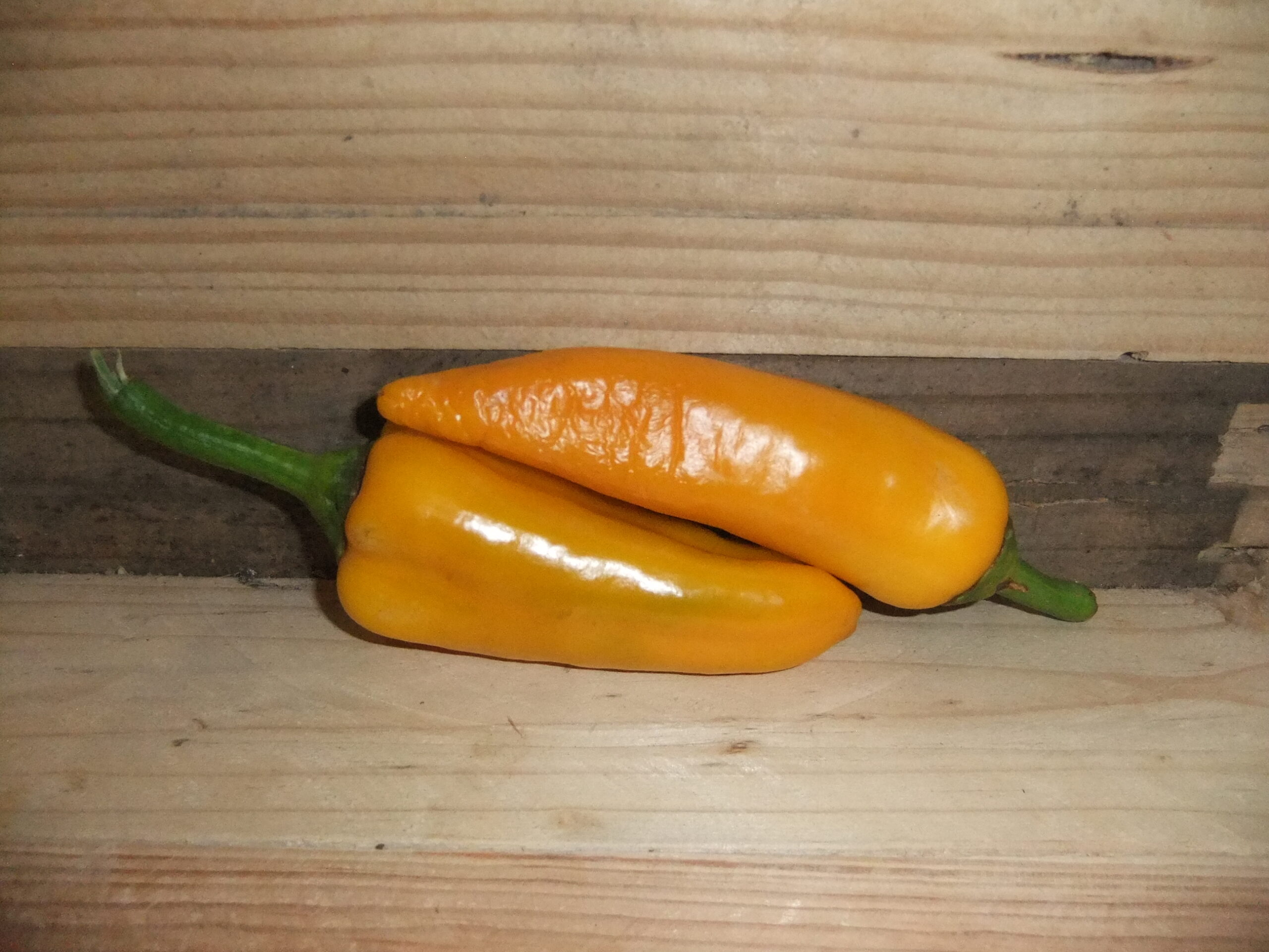 Marconi Yellow Pepper Seeds – Cultivate 100% Vibrant, Sweet Italian ...
