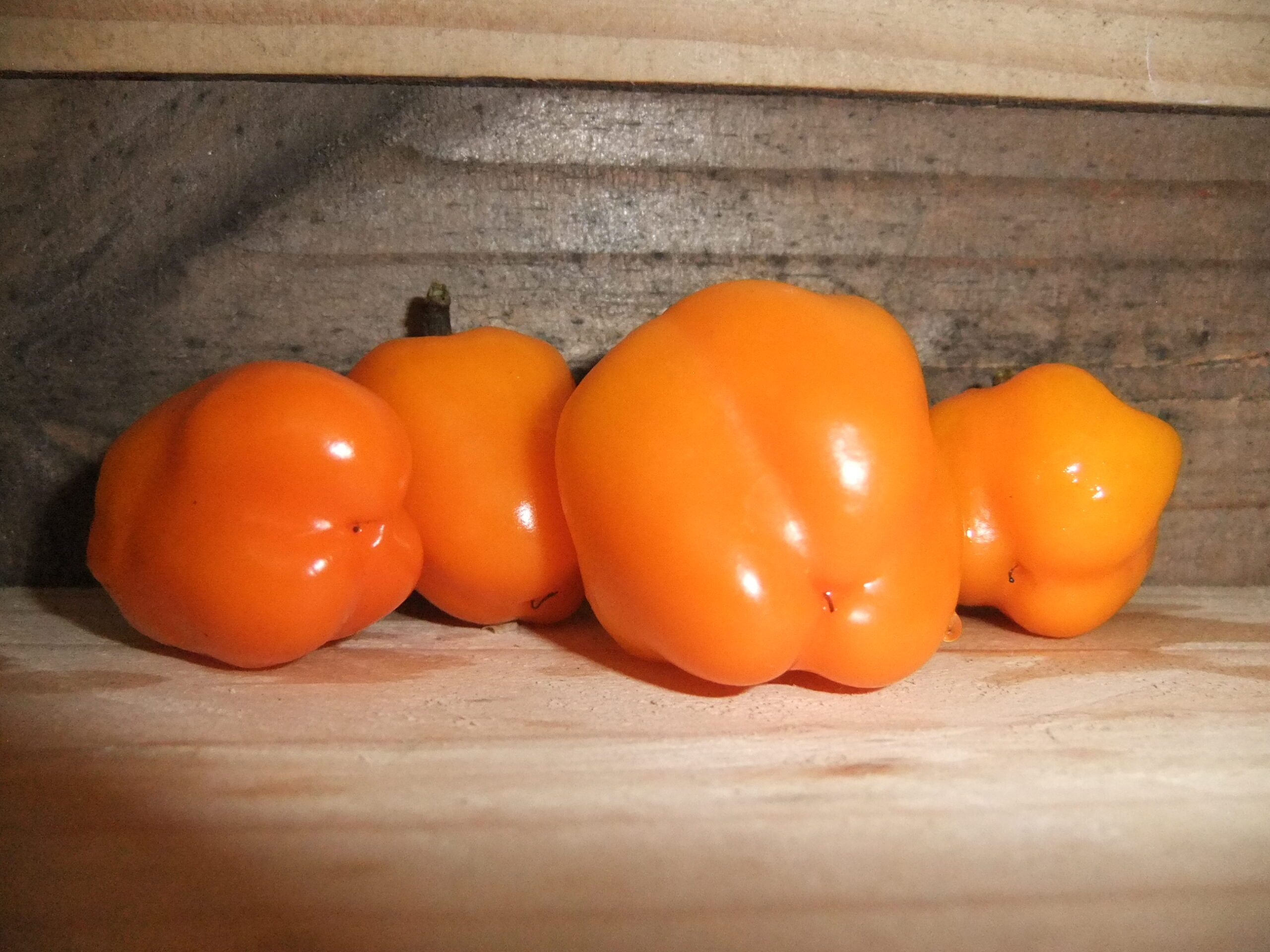 Mini Bell Orange Pepper Seeds - Scoville Republic