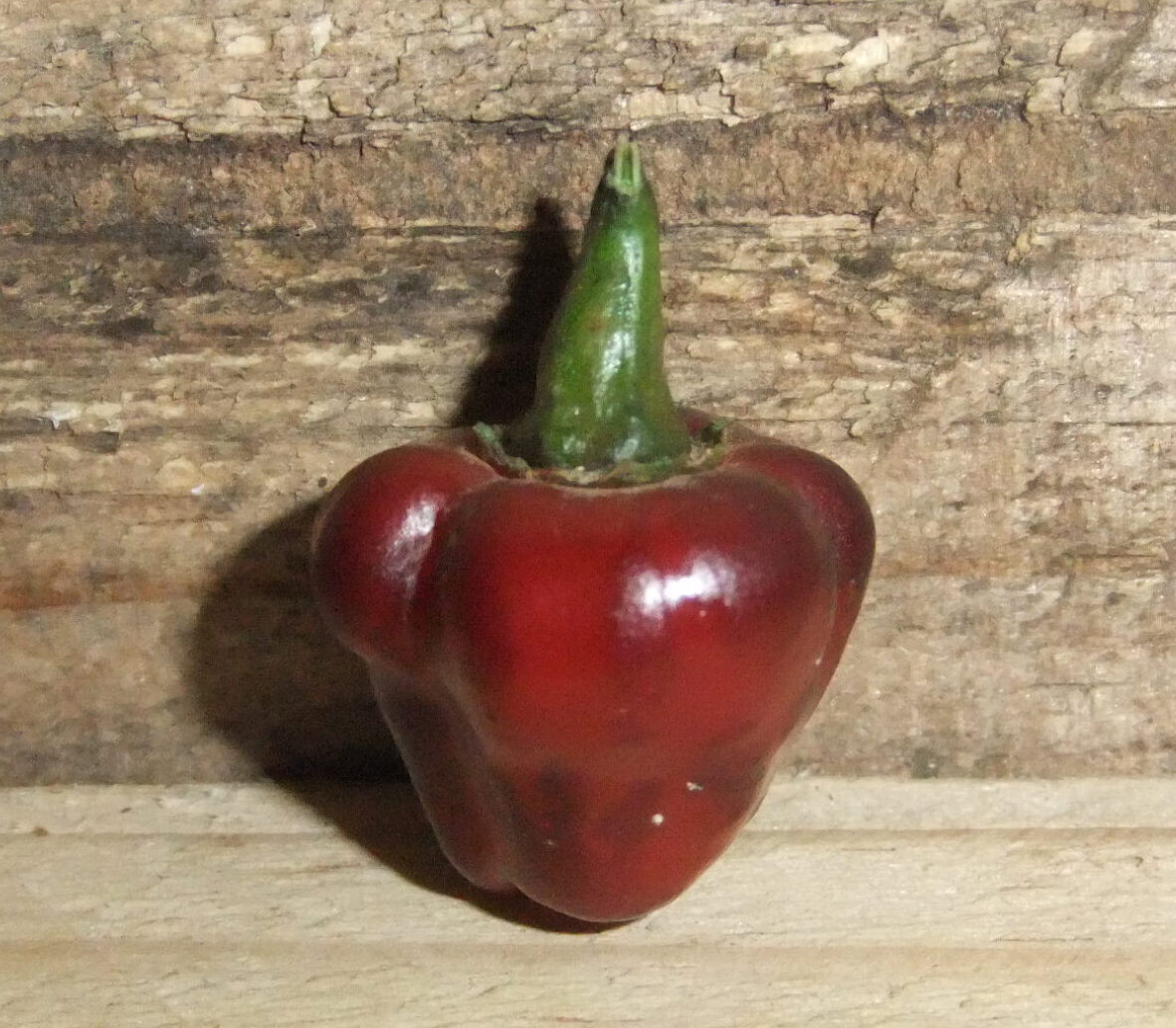 Bode Roxa Chilli Seeds - Scoville Republic